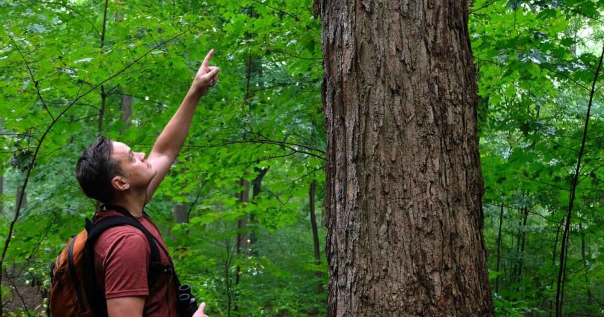 How the Design and Function of Nature Is Impacting Auto Manufacturing